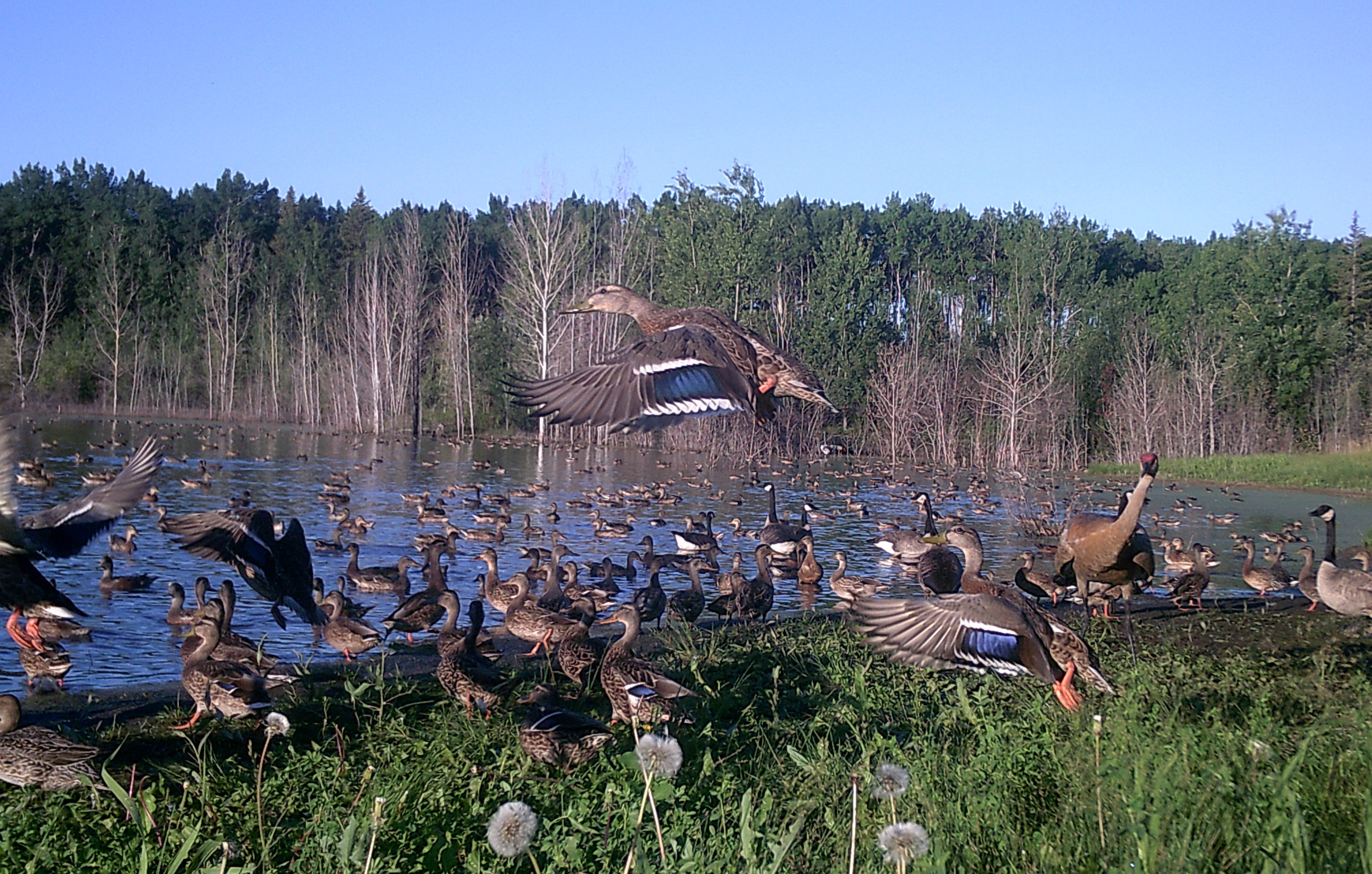 trail cam pic of a wetland full of ducks and geese | FWS.gov